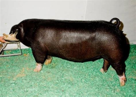 Swine Discovery Breeds Animal And Food Sciences