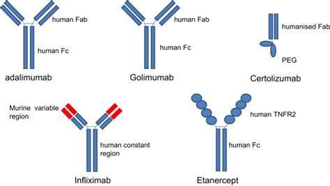 Anti Tnf Therapy Musculoskeletal Key