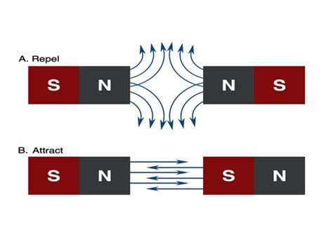 Neural Signaling The Action Potential Flashcards Quizlet