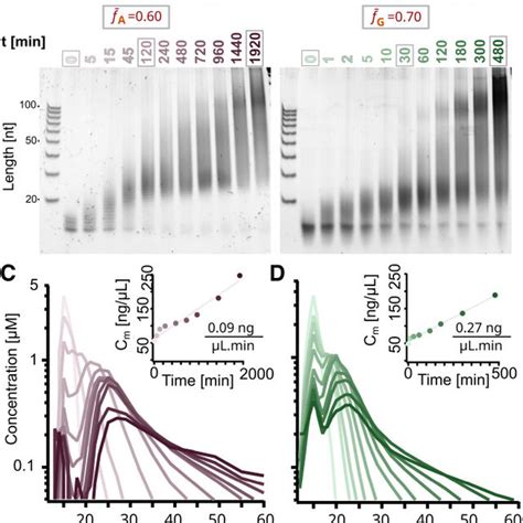 Templated Polymerization Of Random Dna 12 Mers Leads To Products Longer