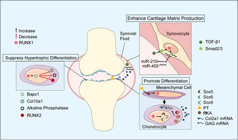 The Roles Of Runx1 In Skeletal Development And Osteoarthritis A