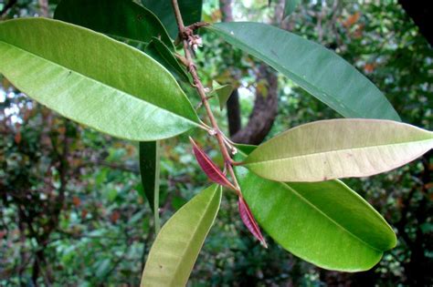 Oleaceae Eflora Of India