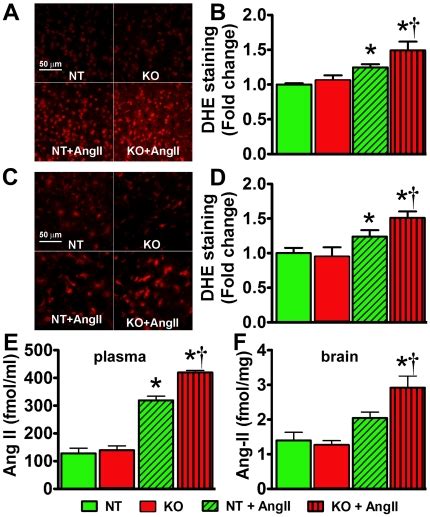 Representative Dhe Staining And Quantified Data Showing No Difference Download Scientific