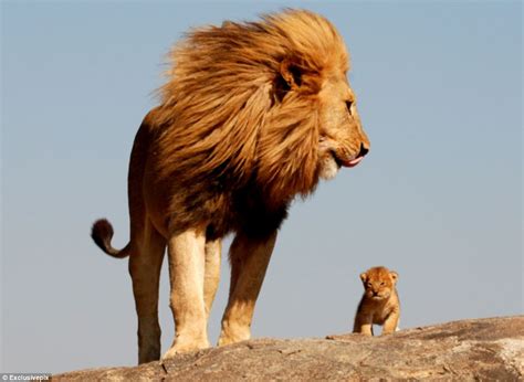 One Day Son Youll Be The Lion King Daily Mail Online