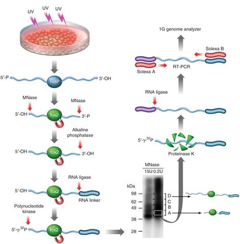 Crosslinking And Immunoprecipitation Clip Creative Biomart