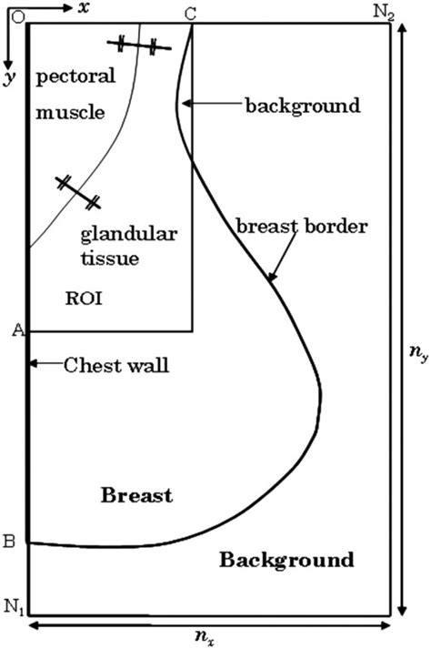 Mammogram With A Right Orientation And A Pectoral Muscle At The Upper Download Scientific