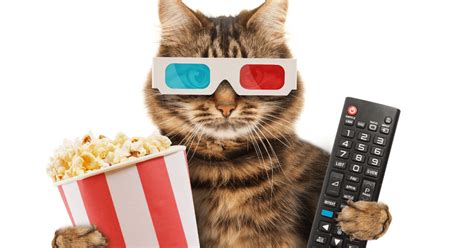 Britbox Vs Acorn Tv In 2023 Which Streaming Service Is Better