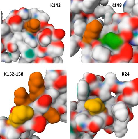 Figure 5 From Structure And Functions Of Hmgb2 Protein Semantic Scholar