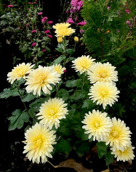 Саженцы Многолетних растений купить с доставкой по Беларуси Buonroza