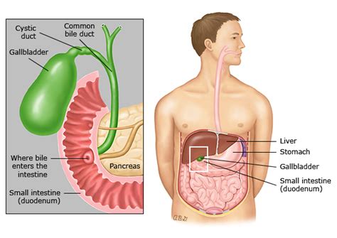 Patient Education Ercp Endoscopic Retrograde Cholangiopancreatography Beyond The Basics