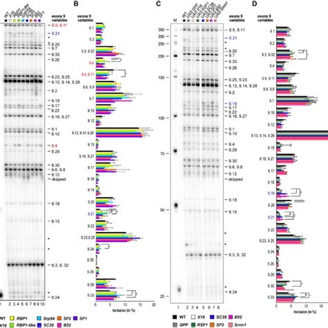Protein Domain Structure Of Drosophila Hnrnp Proteins And Phenotype Of Download Scientific