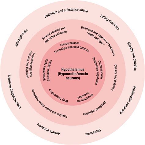 From Molecule To Behavior Hypocretin Orexin Revisited From A Sex Dependent Perspective Pmc