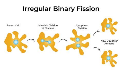 Irregular Binary Fission Science Design Illustration Diagram 45588142