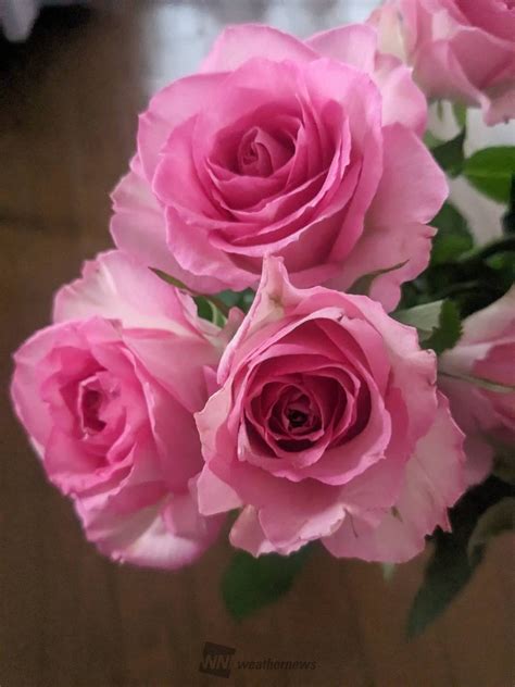 久しぶりに薔薇を飾りましたどんよりした 神奈川県横浜市保土ケ谷区 けいにゃん ウェザーニュース