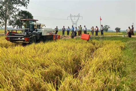 ဖြူးမြို့နယ်၌ နွေစပါးစံကွက်ရိတ်သိမ်းရာ တစ်ဧကပျှမ်းမျှအစို တင်း ၁၄၁ ၉၆ ဧကထွက်ရှိ Information