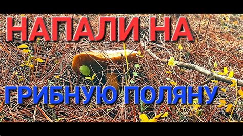 НАПАЛИ НА ГРИБНУЮ ПОЛЯНУ 8 12 2023 Youtube