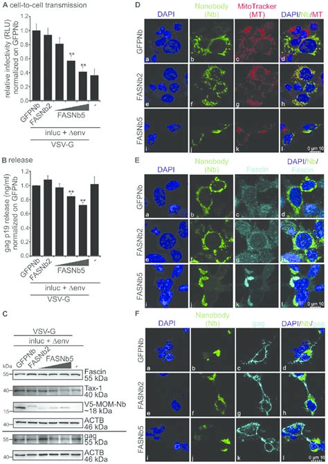 Inhibition Of Actin Bundling Using Fascin Specific Nanobodies Displays Download High