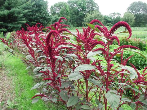 Growing Amaranth The Complete Guide To Plant Grow And Harvest Amaranth