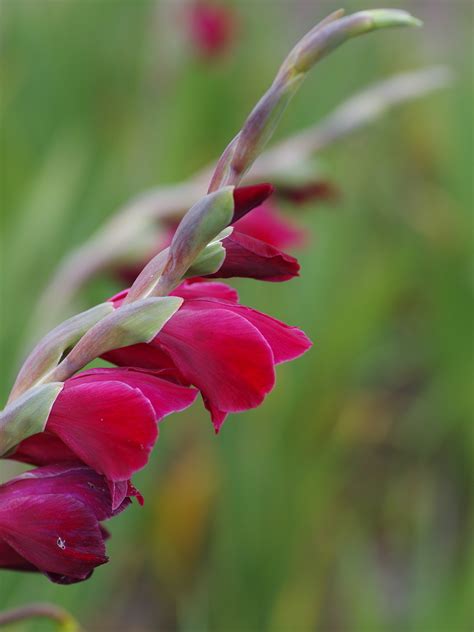 Gladiolus Gladiolus Ruby The Beth Chatto Gardens