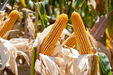 Exportação De Milho Do Brasil Ainda é Uma Dúvida Diz Consultoria