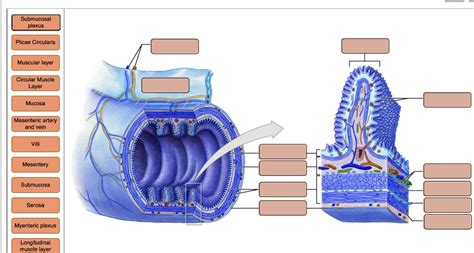 Submucosal Plexus Plicae Circularis Muscular Layer Circular Muscle