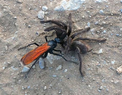 Tarantula Hawk Wasp Actual Size