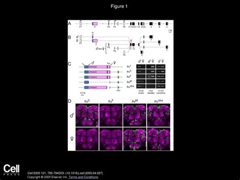 Fruitless Splicing Specifies Male Courtship Behavior In Drosophila
