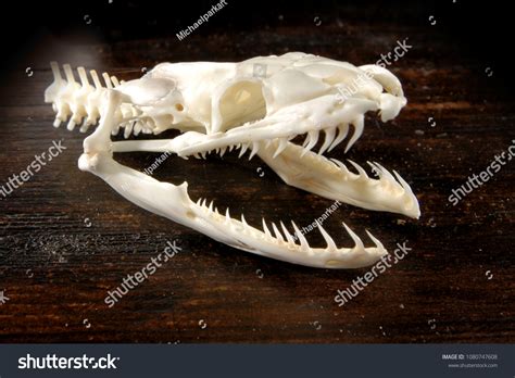 Burmese Python Teeth