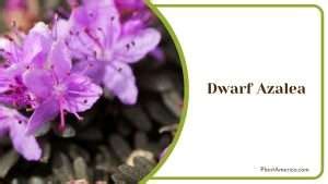 Types Of Azaleas Varieties You Should Know About Plant America