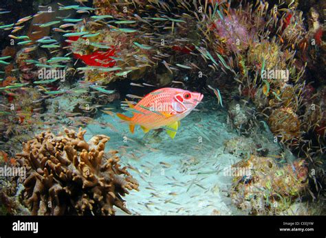 Glassfish Hi Res Stock Photography And Images Alamy