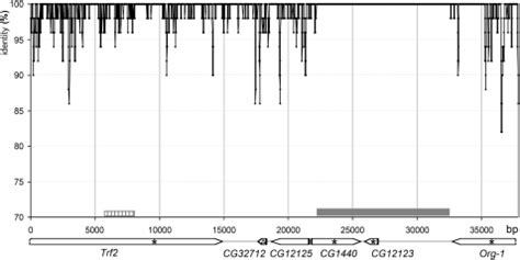 Sequence Identity Between The Two Copies Of The Sex Ratio Duplication Download Scientific