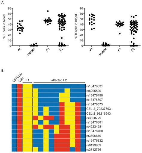 A Mutant Mice On C BL Background Were Crossed To C H And The Download Scientific Diagram