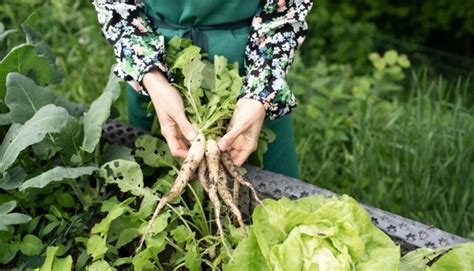 Chren Pestovanie Zber A Využitie V Kuchyni Tipio Sk