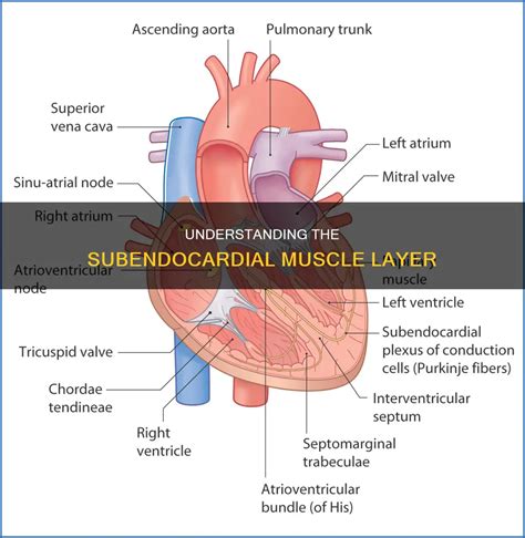 Understanding The Subendocardial Muscle Layer Cyvigor