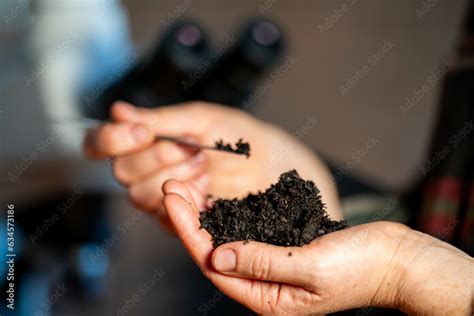 Female Farmer Holding Soil Doing Soil Tests In Her Home Laboratory Looking At Soil Life And