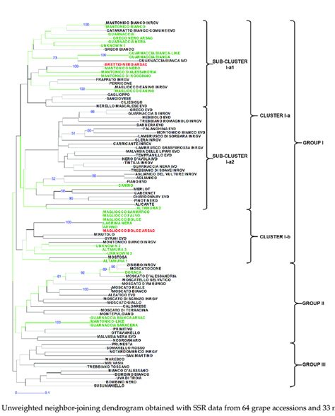 Unweighted Neighbor Joining Dendrogram Obtained With Ssr Data From 64