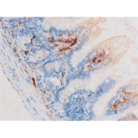 Phospho Smad3 Ser208 Polyclonal Antibody Invitrogen™ 100 μl