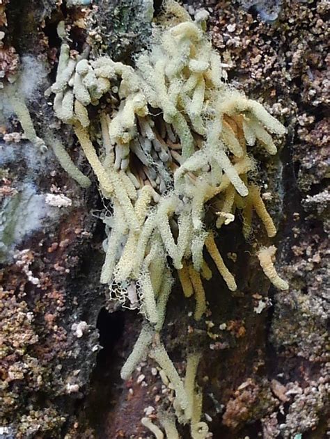 えちごや on Twitter 粘菌 変形菌 myxomycetes Arcyriavirescens ウツボホコリ ミドリ