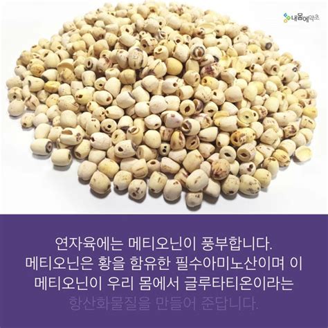 연꽃 씨앗 연자육 효과와 먹는방법을 한눈에 Youtube