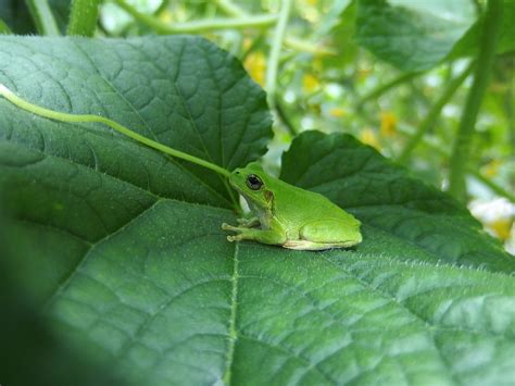 청개구리 개구리 오이 Pixabay의 무료 사진 Pixabay