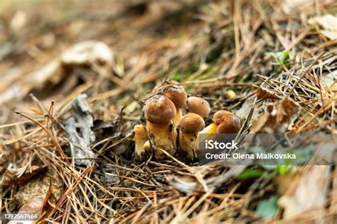 숲에서 식용 Boletus Badius의 클로즈업 사진 갈색 모자숲 버섯의 매크로 계획 0명에 대한 스톡 사진 및 기타 이미지 0명 가까운 가루로 빻은 Istock
