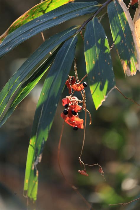 国営武蔵丘陵森林公園にて トキリマメの実 季節の花だより