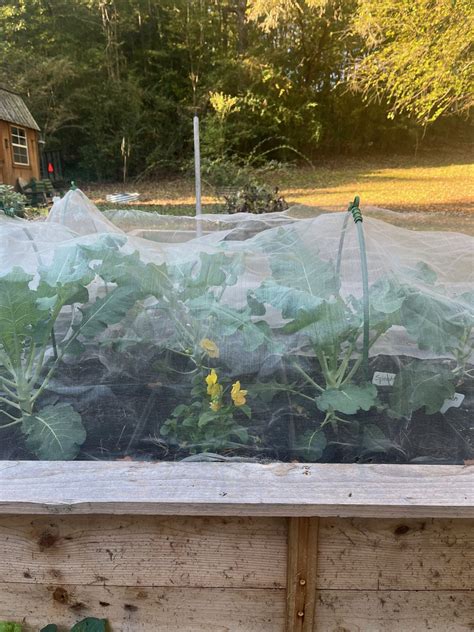 Pest Prevention For Broccoli And Brassicas Insect Netting Guide Garden
