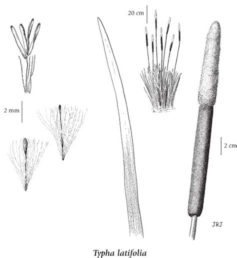 E Flora Bc Electronic Atlas Of The Flora Of Bc