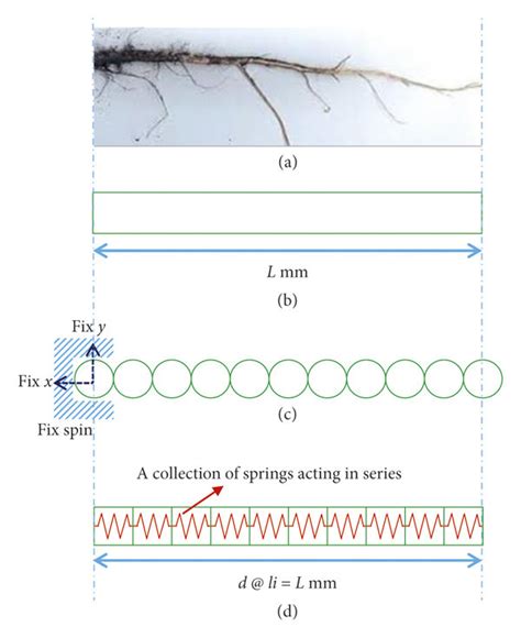 Demonstration Of Different Root Models A Real Tap Root System B