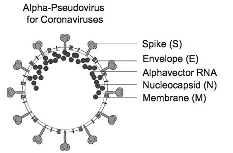 Sars Cov 2 Pseudovirus Neutralization Assay Archives Virongy