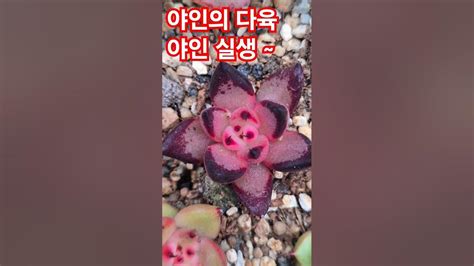 행복 가득한 금요일 되세요 ~ 박서진 파종이 실생 다육 다유기 다육이 다육식물 반려식물 다육판매 다육이판매 다육이키우기 다육인스타그램 매혹이 청주