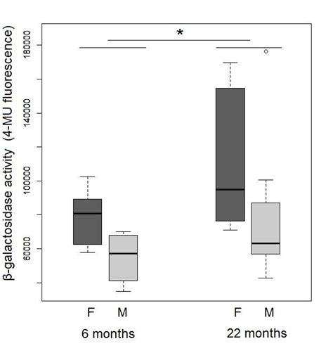 β Galactosidase Activity According To Age And Sex In A Vulgare