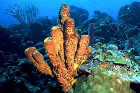 Aquarium Invertebrates Sponges Phylum Porifera