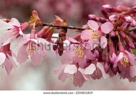 Innocence Flower Photos And Images Pictures Shutterstock